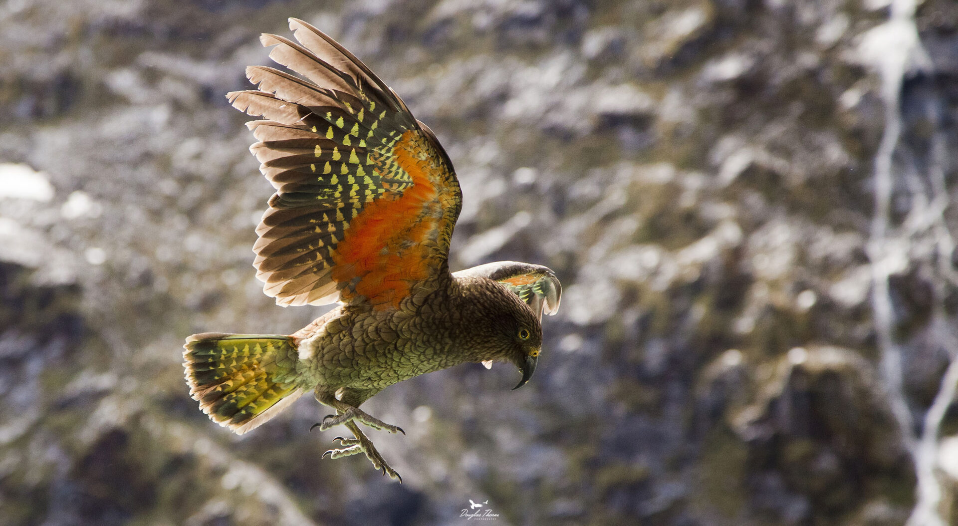 Kea Flight Digital Prints Prints etna.com.pe